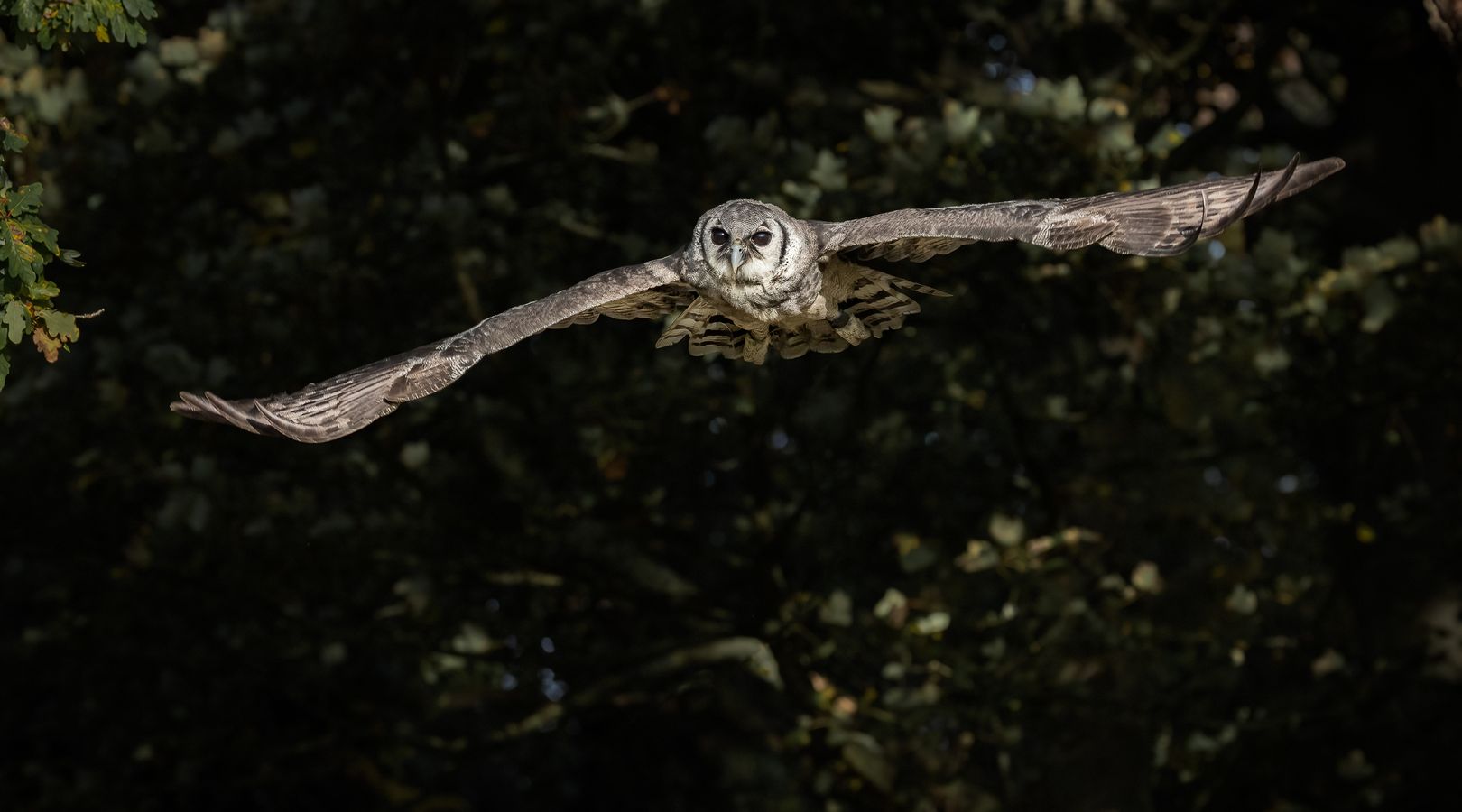 The Thoresby Bird of Prey Experience - Hawkeye Falconry UK