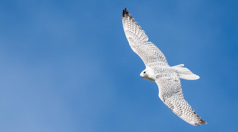 The Thoresby Bird of Prey Experience - Hawkeye Falconry UK